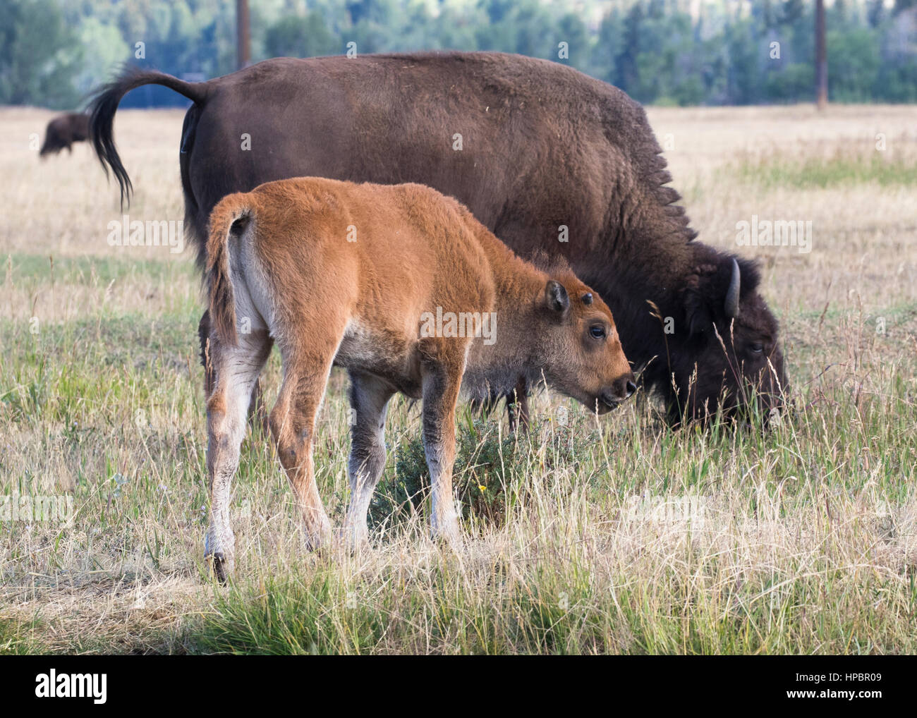 Young bison calf standing in field with cow bison that is upset with ...