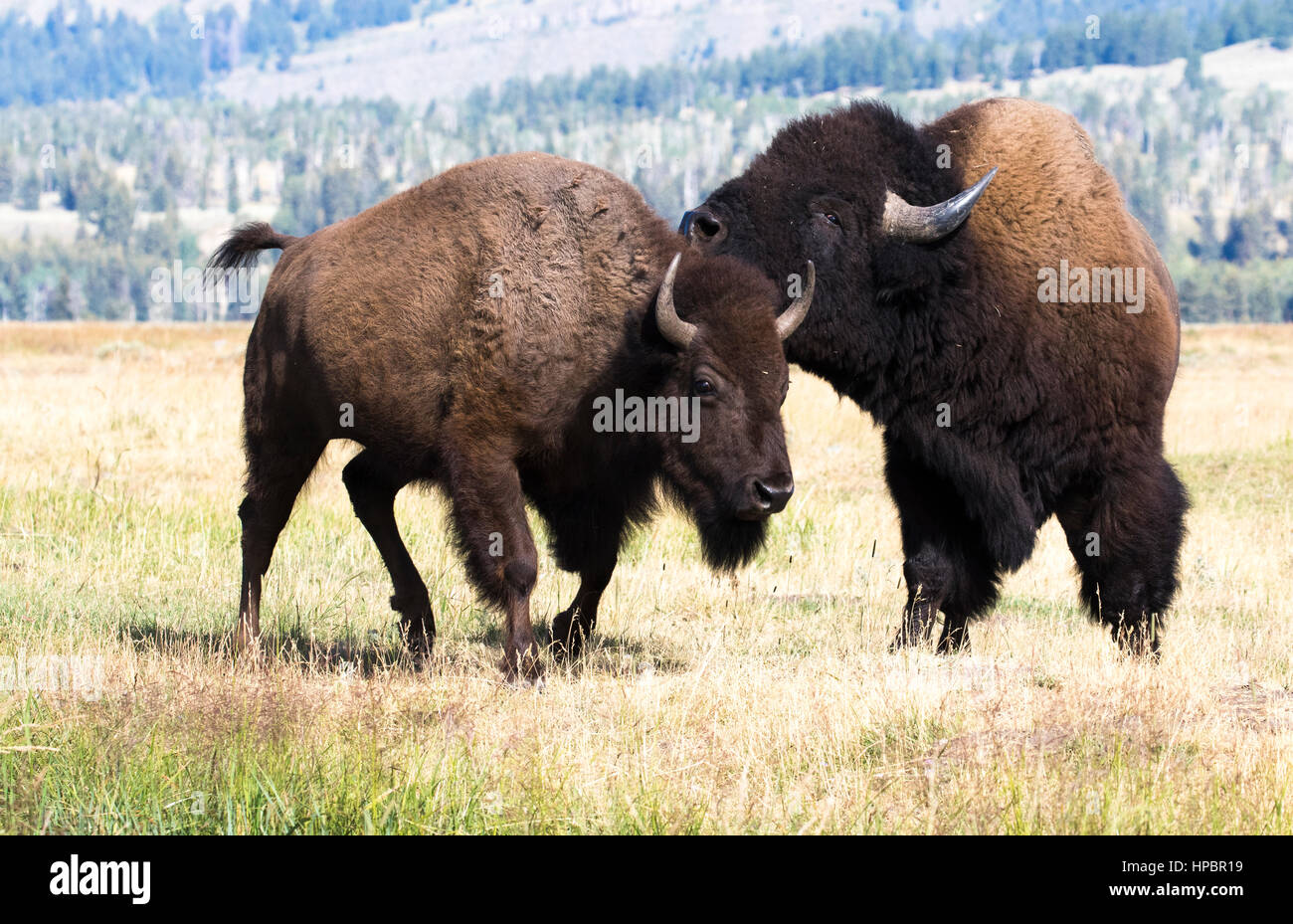 Bison mating hi-res stock photography and images - Alamy