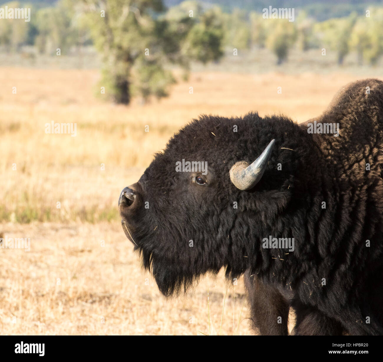 Bull bison sniffing (flehmen) for pheromones Stock Photo - Alamy