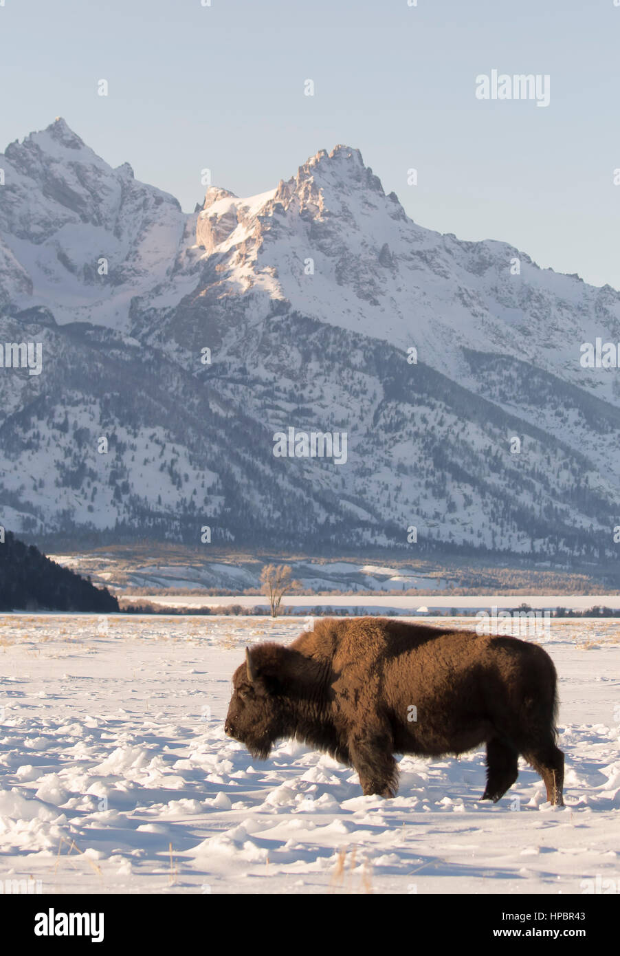 Cow bison in deep snow in meadow in evening light with Tetons Stock ...