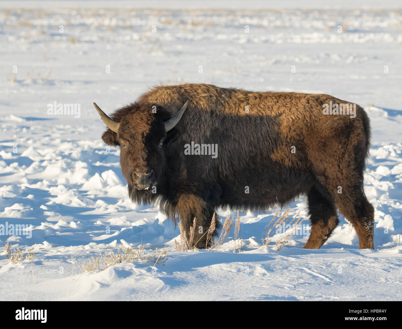 Cow bison in deep snow in meadow Stock Photo - Alamy