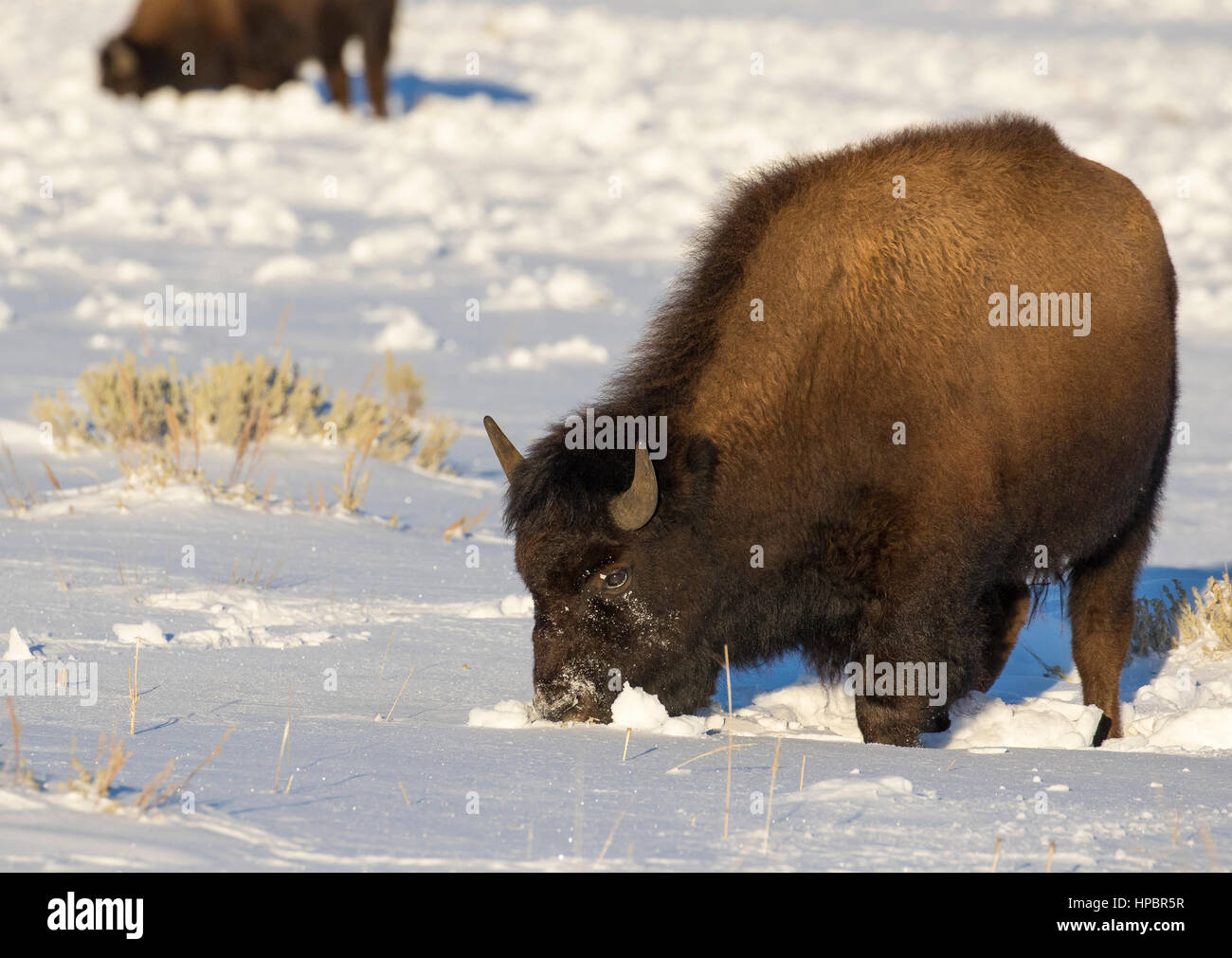 Bison face of snow hi-res stock photography and images - Alamy