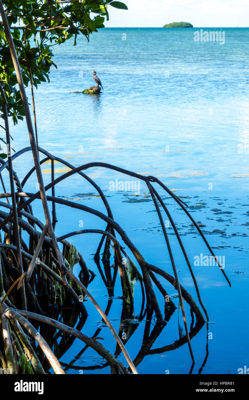 Florida Upper Key Largo Florida Keys,Florida Bay water,Florida Keys ...