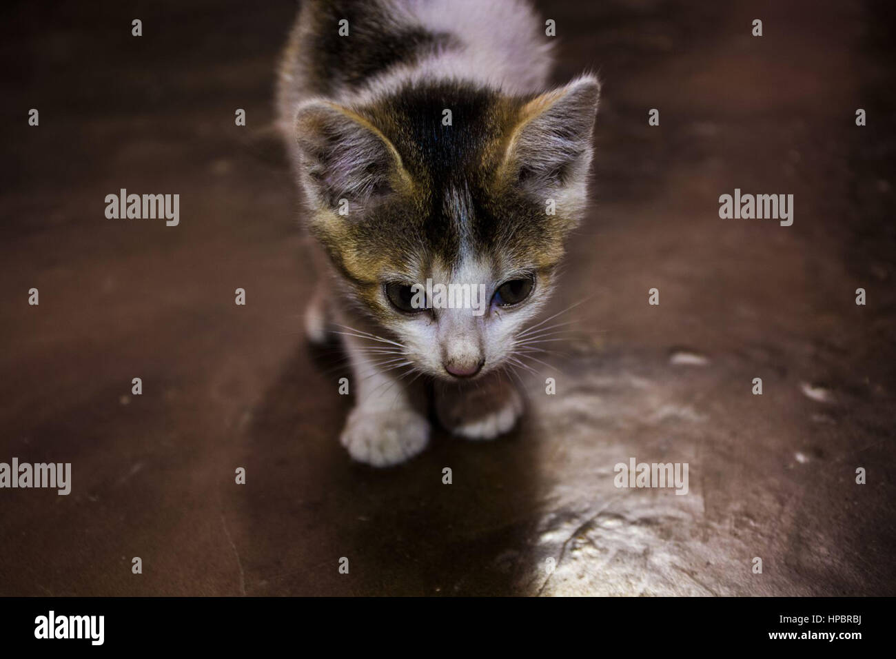 Cute kitty cat hi-res stock photography and images - Alamy
