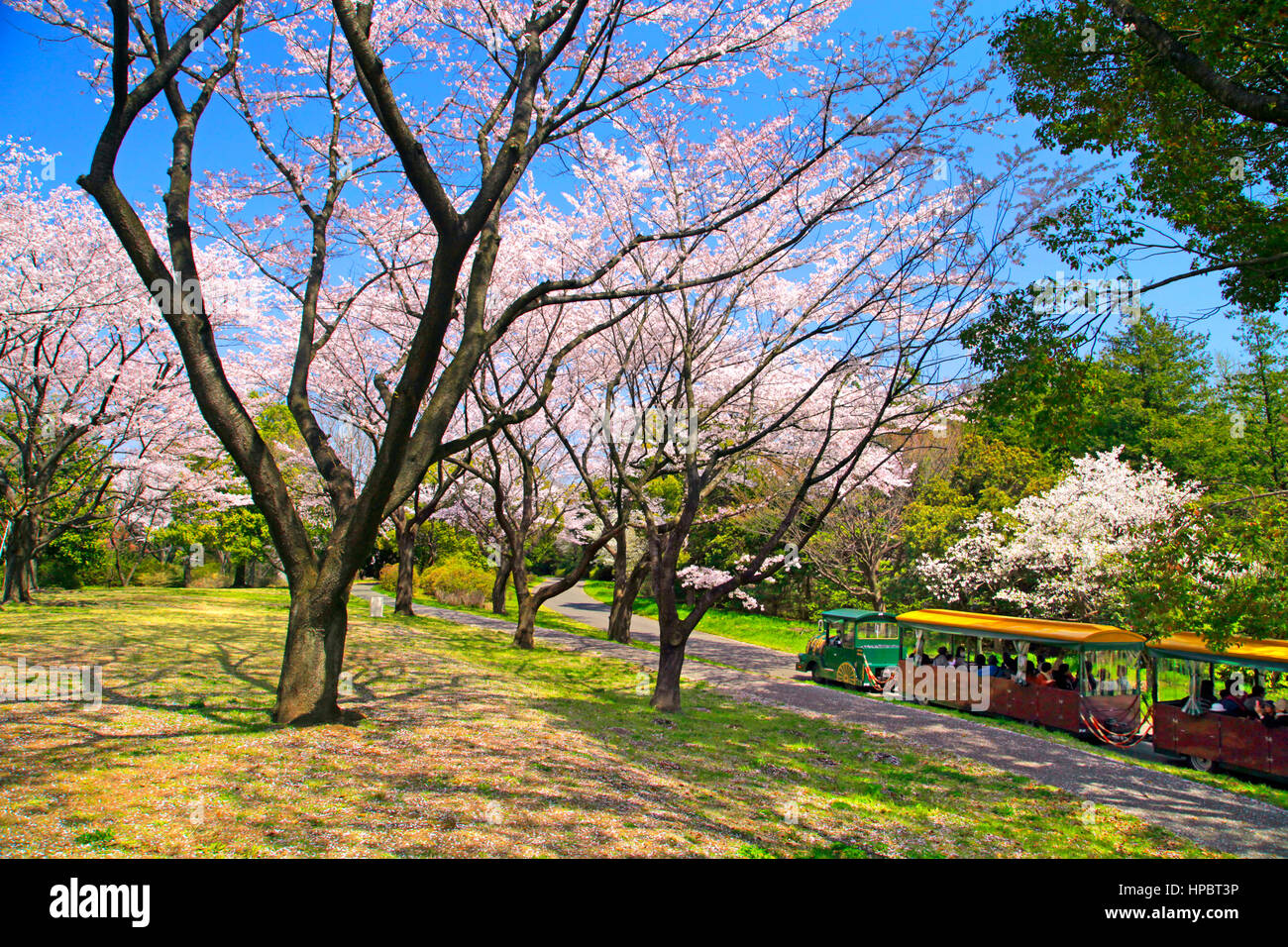 Cherry Blossoms in Showa Memorial Park Tachikawa city Tokyo Japan Stock ...