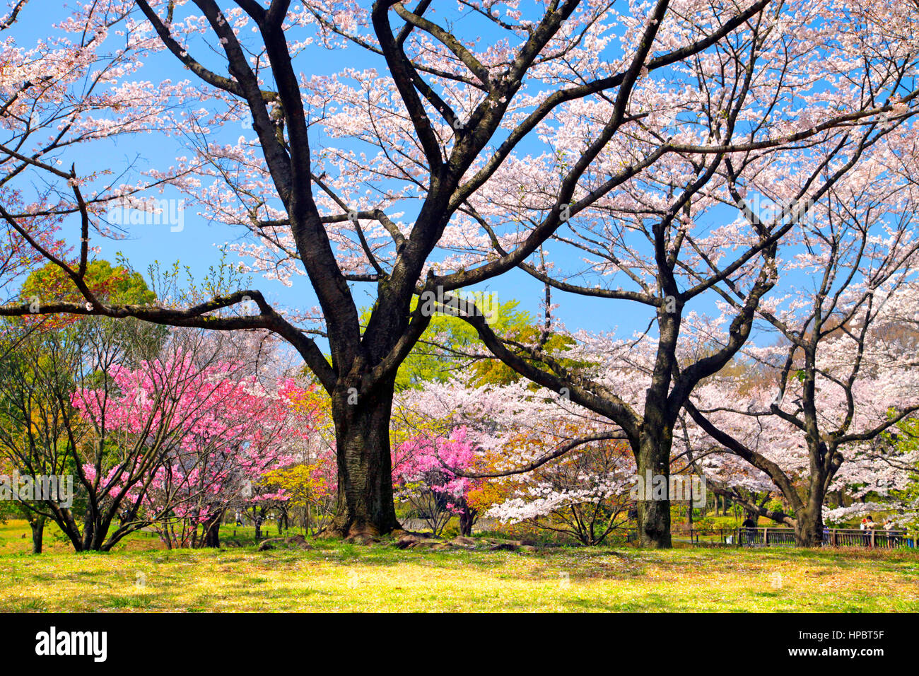 Cherry Blossoms in Showa Memorial Park Tachikawa city Tokyo Japan Stock ...
