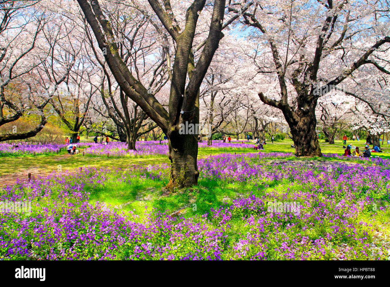 Showa Memorial Park in Spring inTachikawa city Tokyo Japan Stock Photo ...