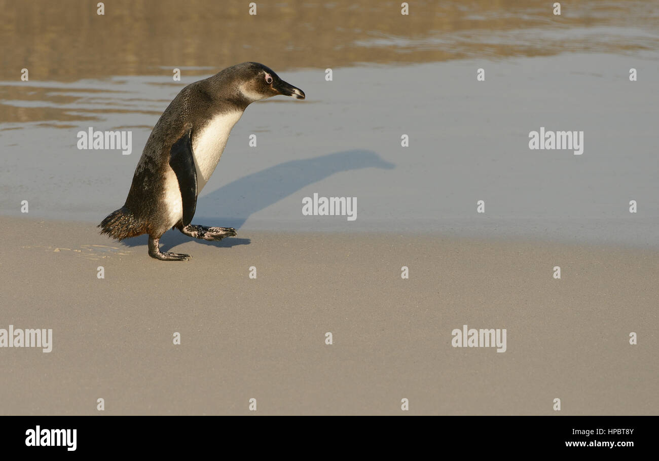 African penguin small shadow hi-res stock photography and images - Alamy