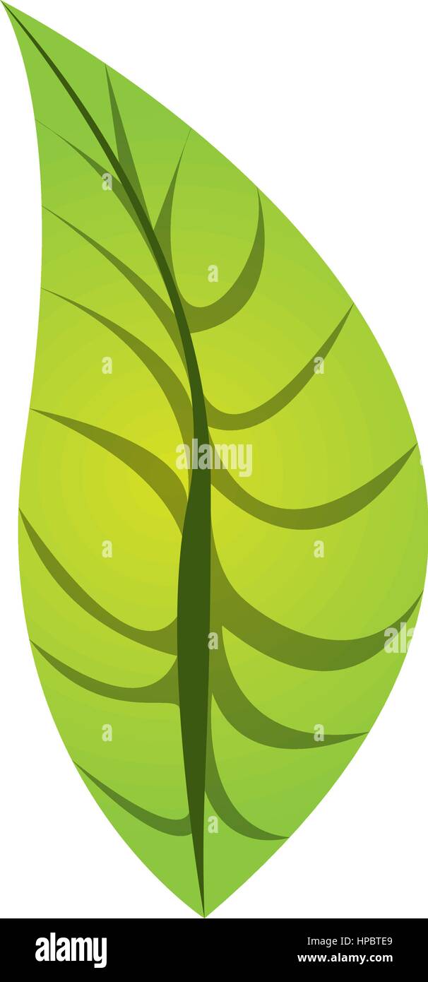 Oval leaf Stock Vector Images - Alamy