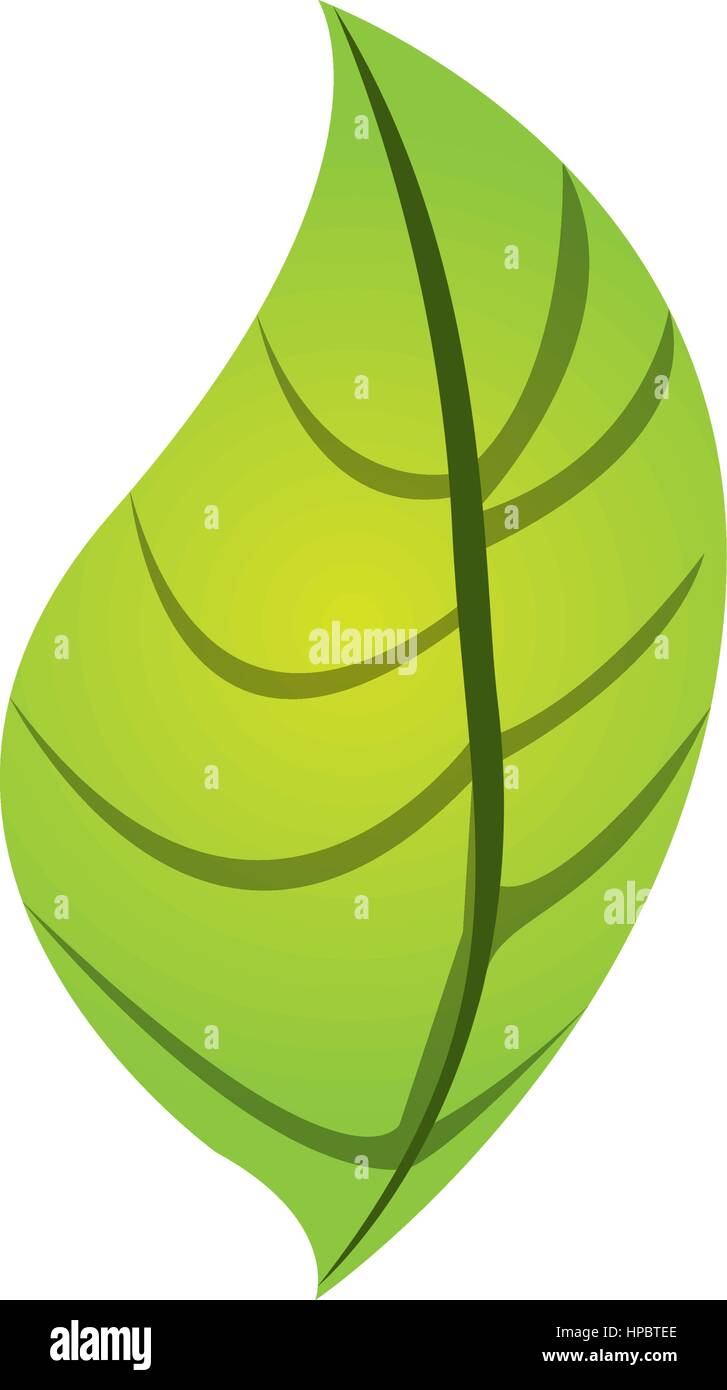 Oval leaf Stock Vector Images - Alamy