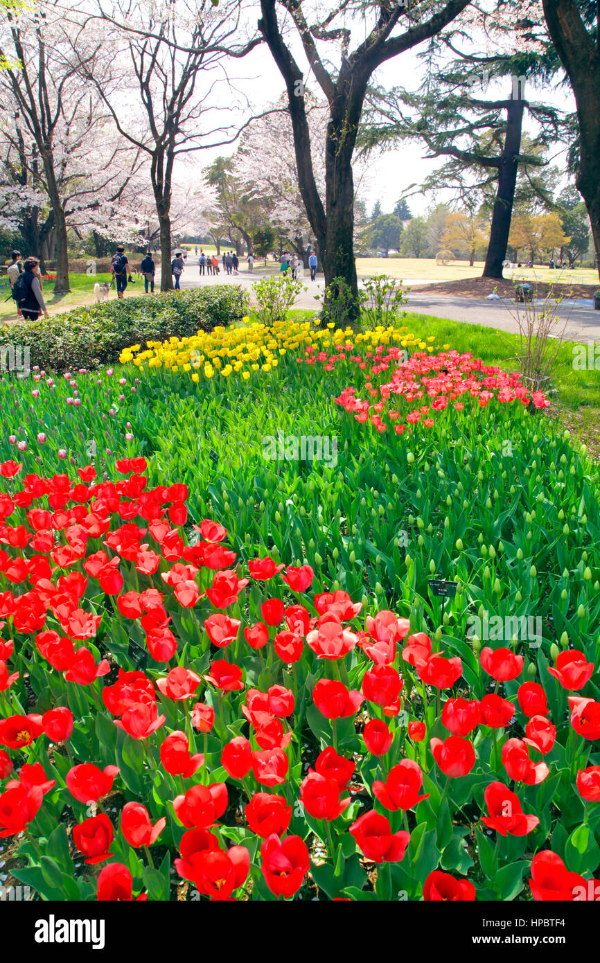 Tulips in Showa Memorial Park Tachikawa city Tokyo Japan Stock Photo ...