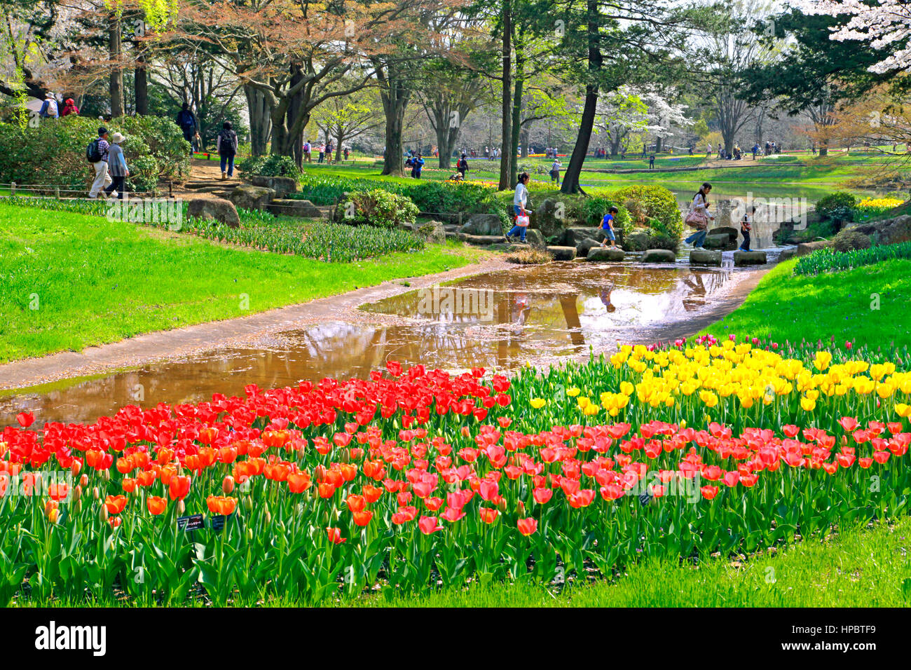 Tulips in Showa Memorial Park Tachikawa city Tokyo Japan Stock Photo ...