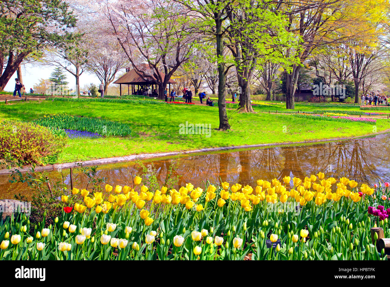 Tulips in Showa Memorial Park Tachikawa city Tokyo Japan Stock Photo ...