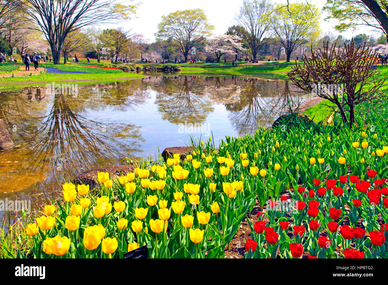 Tulips in Showa Memorial Park Tachikawa city Tokyo Japan Stock Photo ...