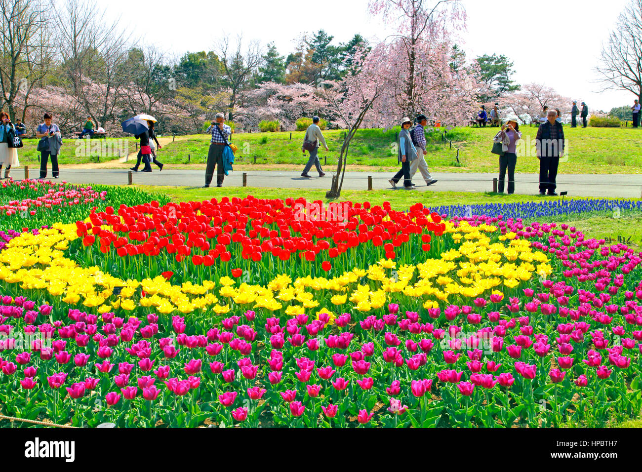 Tulips in Showa Memorial Park Tachikawa city Tokyo Japan Stock Photo ...
