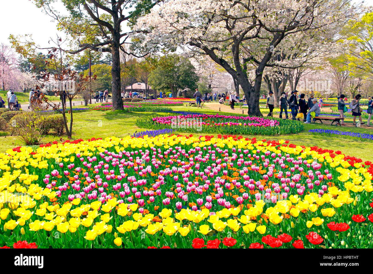 Tulips in Showa Memorial Park Tachikawa city Tokyo Japan Stock Photo ...