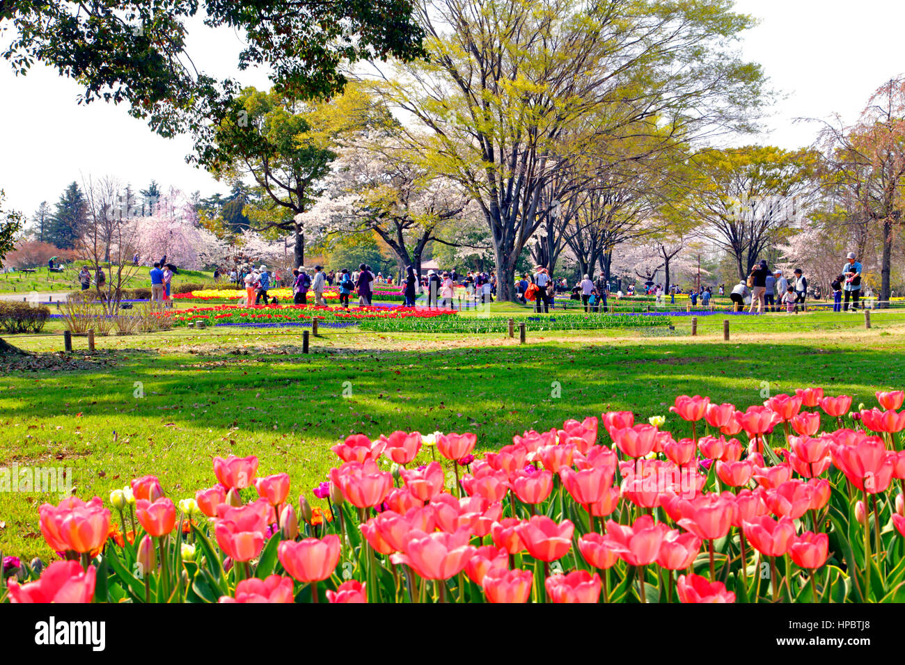 Tulips in Showa Memorial Park Tachikawa city Tokyo Japan Stock Photo ...