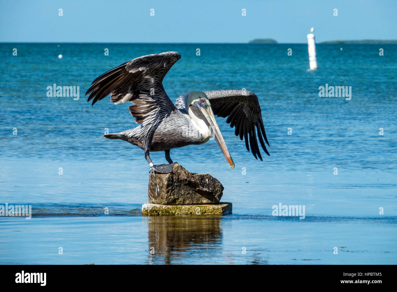 Florida keys wild bird center hi-res stock photography and images - Alamy