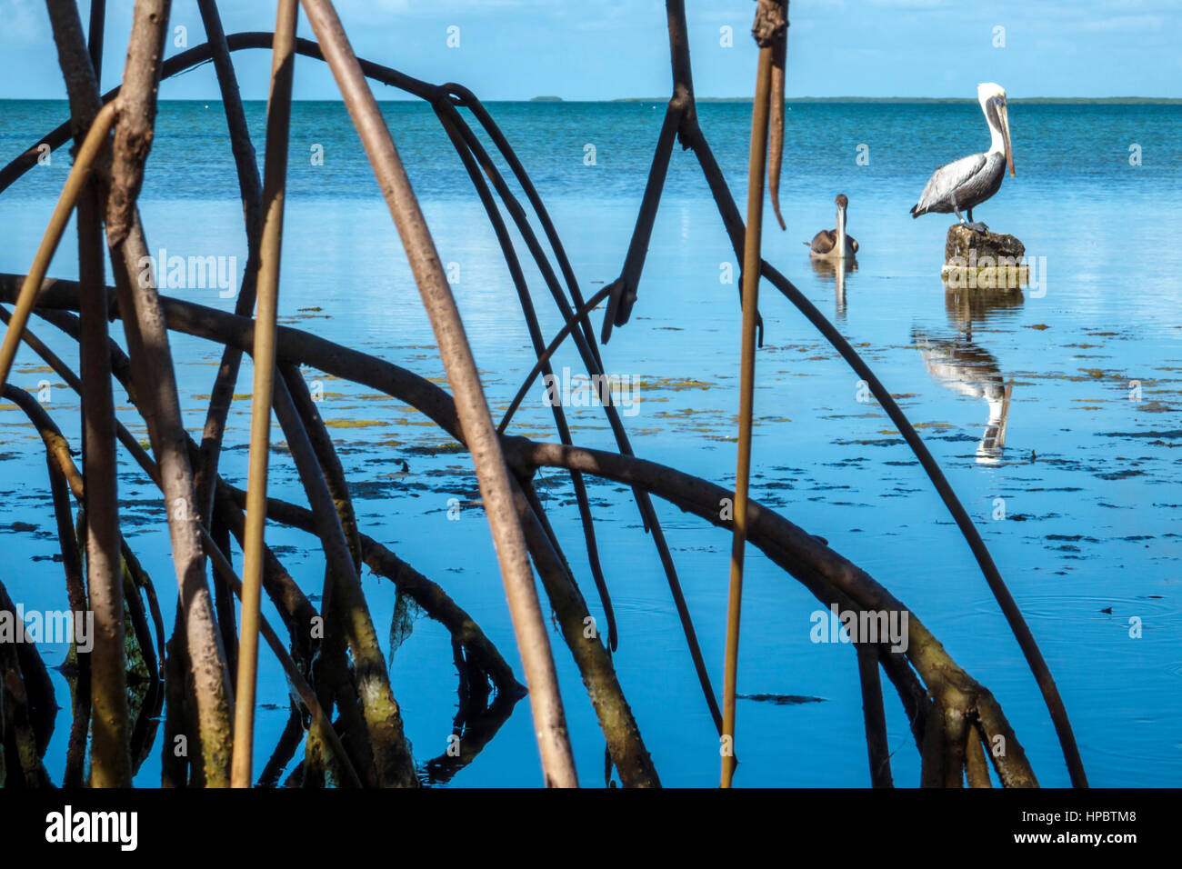 Florida Upper Key Largo Florida Keys,Florida Bay water,Florida Keys ...