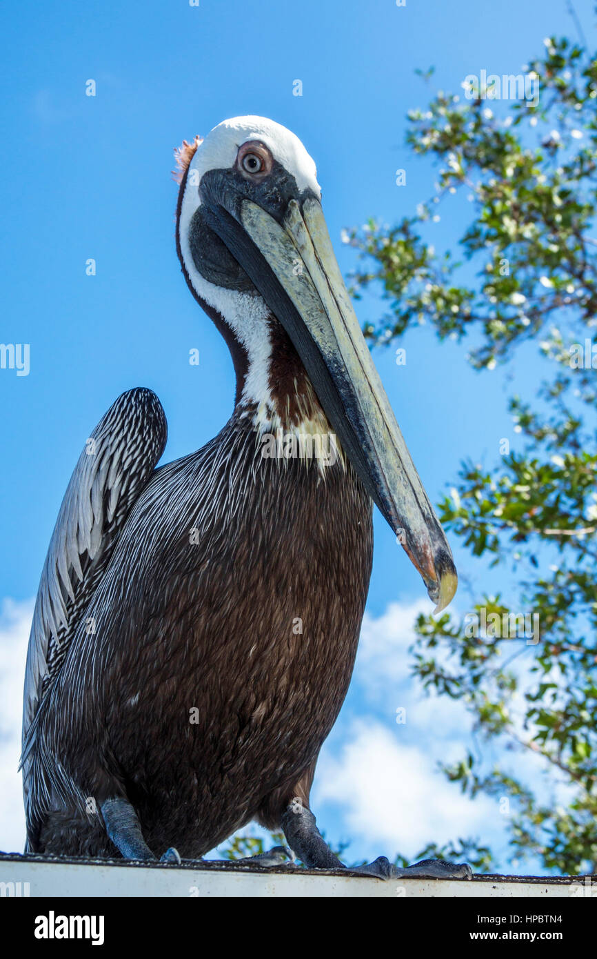 Florida Upper Key Largo Florida Keys,Florida Keys Center,centre,Laura ...
