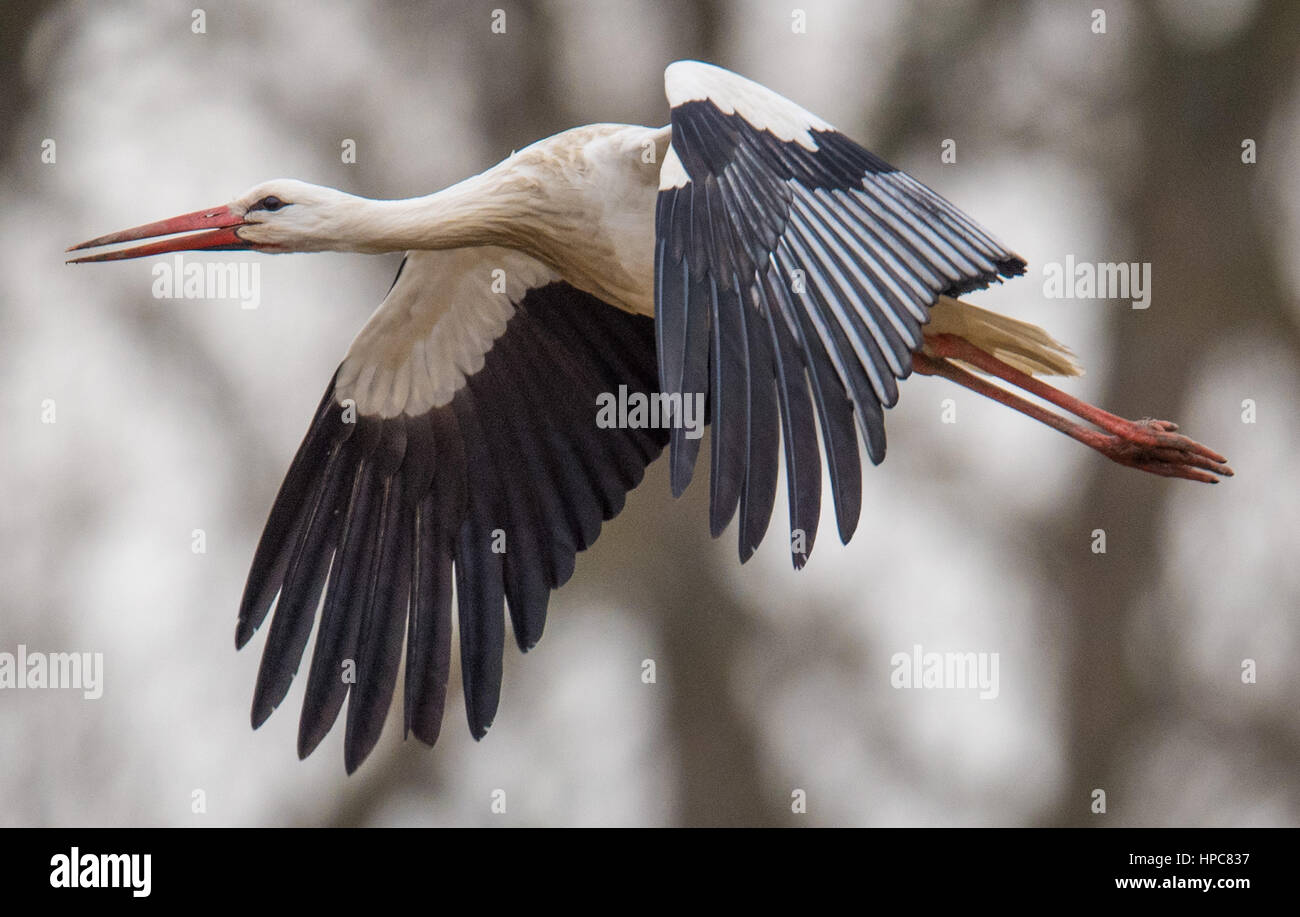 Biebesheim am Rhein, Germany, 21 February 2017. A white stork lands in ...
