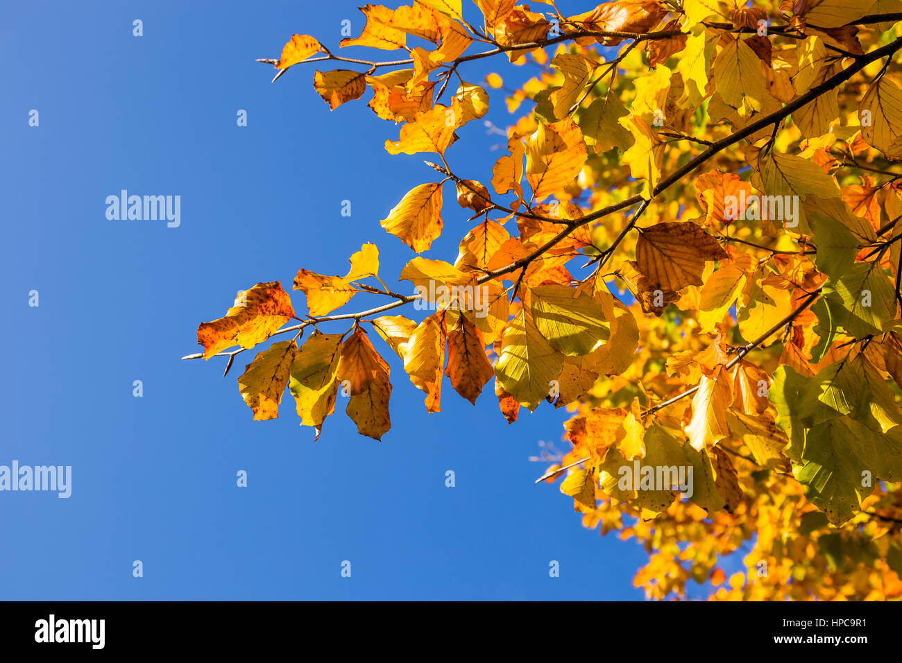 East Frisia or Eastern Friesland is a coastal region in the northwest ...