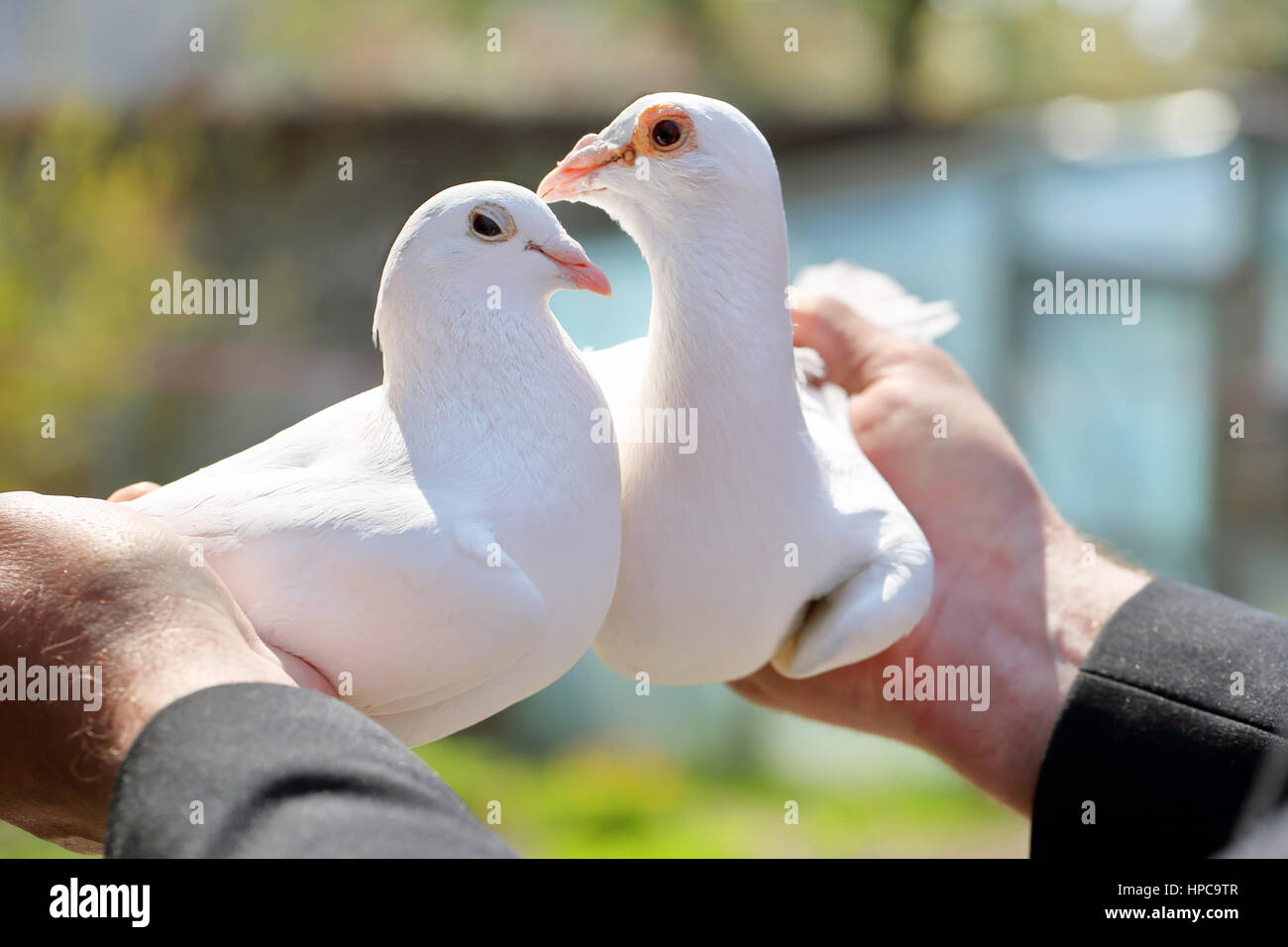 Two white pigeons in the hands of breeders Stock Photo - Alamy