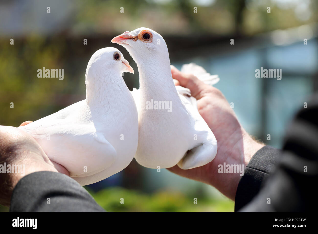 White pigeon fly letter in hi-res stock photography and images - Alamy