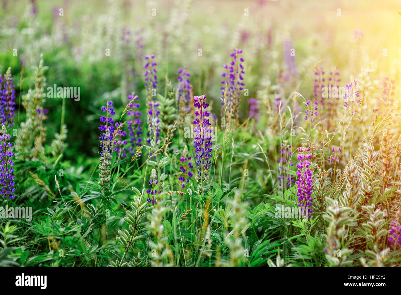 Beautiful field on sunny hi-res stock photography and images - Alamy