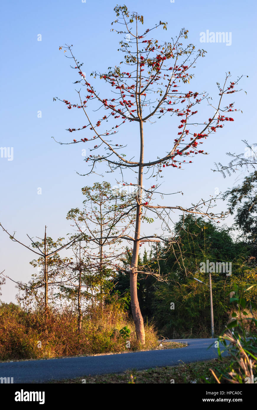 Tall Red Bombax Ceiba Tree with Rural Asphalt Road Stock Photo - Alamy