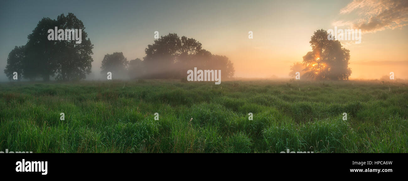 Misty spring landscape of nature with green grass on meadow Stock Photo ...