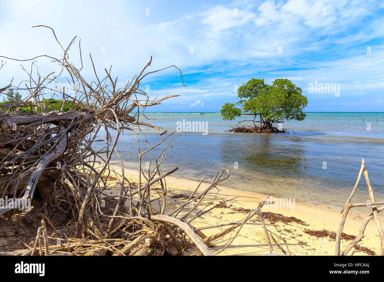 Jutia cuba hi-res stock photography and images - Alamy