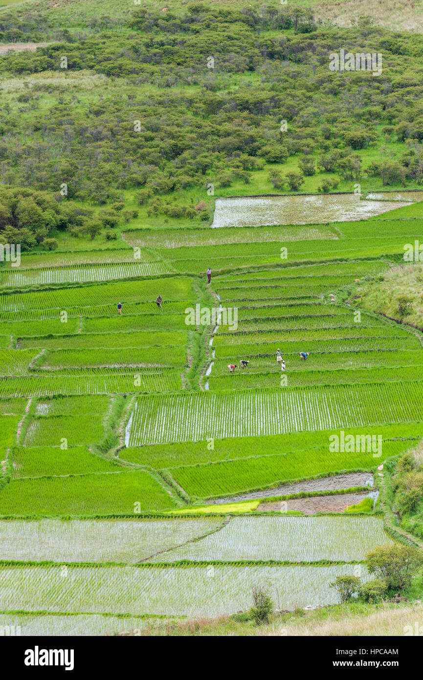 Madagascar, rice fields - paddy fields in rural area Stock Photo - Alamy