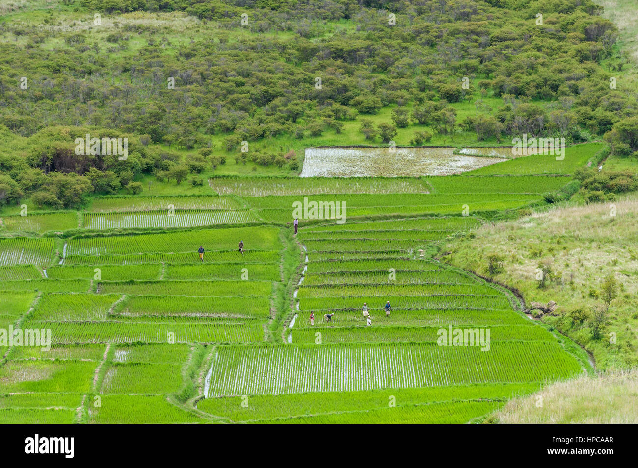 Madagascar, rice fields - paddy fields in rural area Stock Photo - Alamy