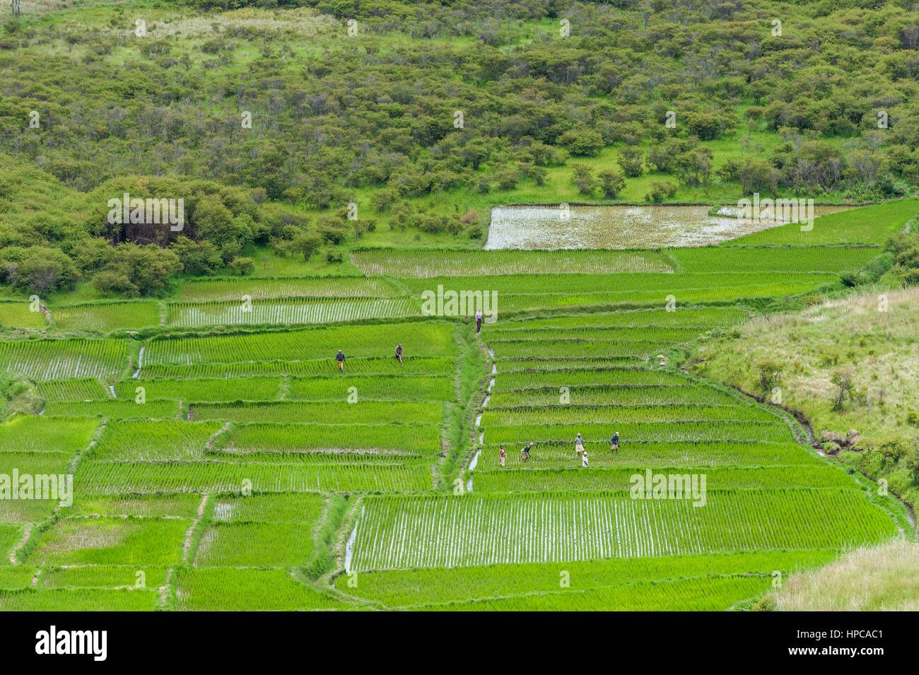Madagascar, rice fields - paddy fields in rural area Stock Photo - Alamy