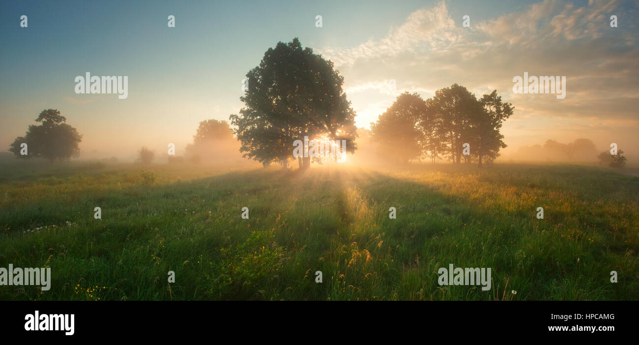 Sunlight coming through tree branches hi-res stock photography and ...