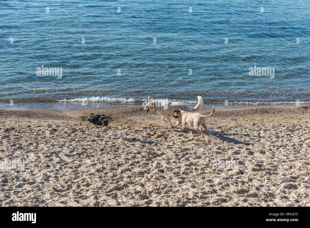 Israel, Tel Aviv-Yafo, dogs playing on the beach Stock Photo - Alamy