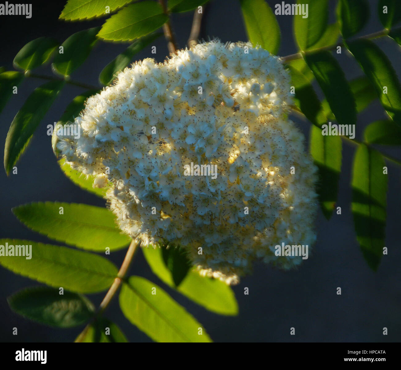 Lightbulb Moment - rowan blossom in the sunshine Stock Photo - Alamy