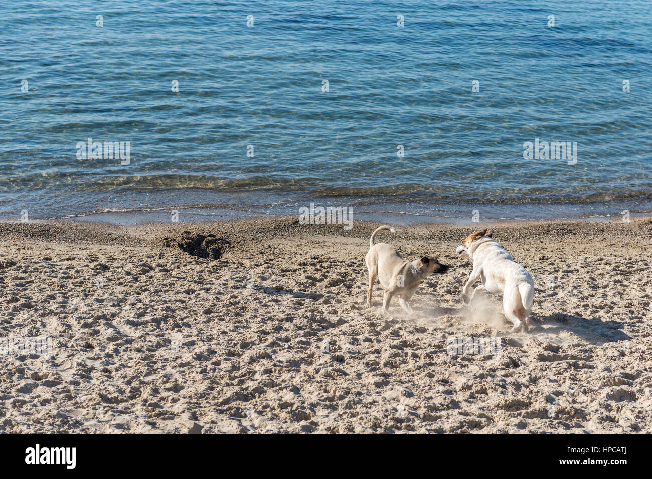 Israel, Tel Aviv-Yafo, dogs playing on the beach Stock Photo - Alamy