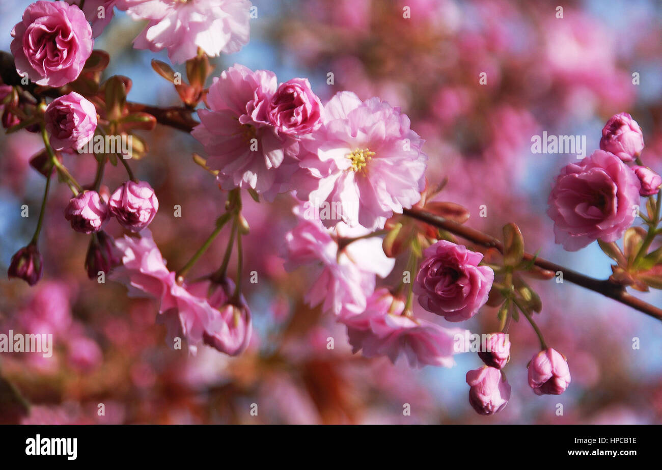 Prunus sinensis hi-res stock photography and images - Alamy