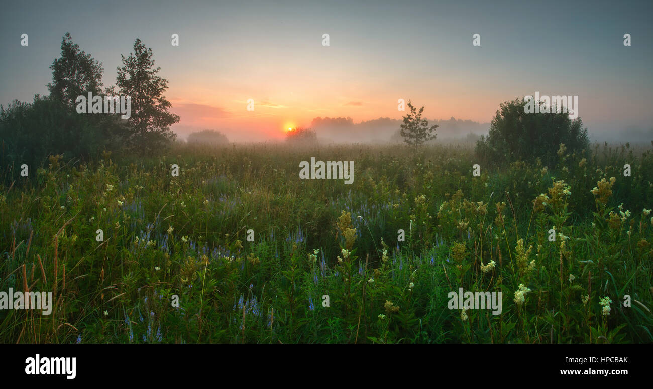 Misty morning on spring meadow with blue flowers Stock Photo - Alamy