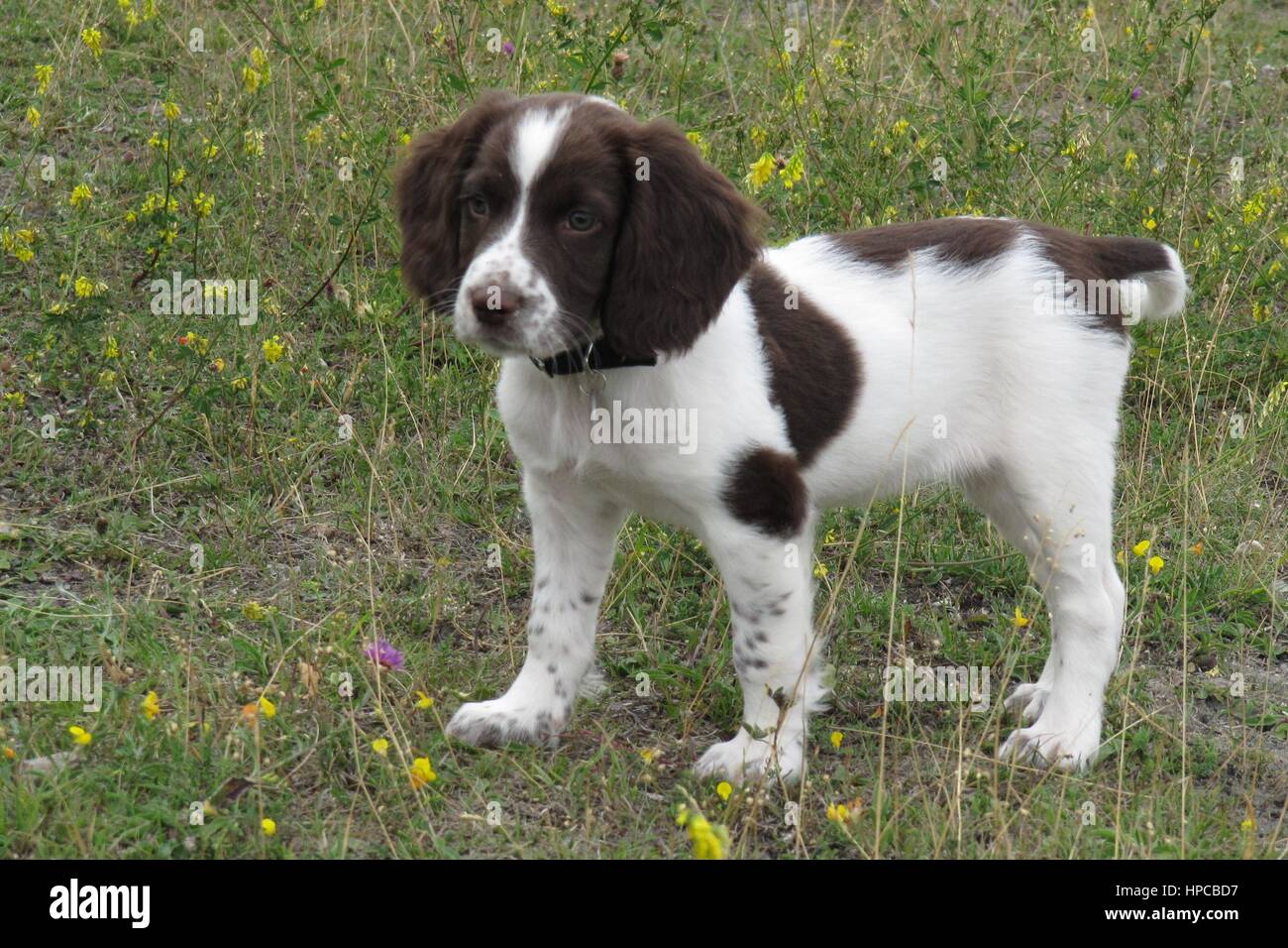young liver and white working type english springer spaniel pet gundog ...