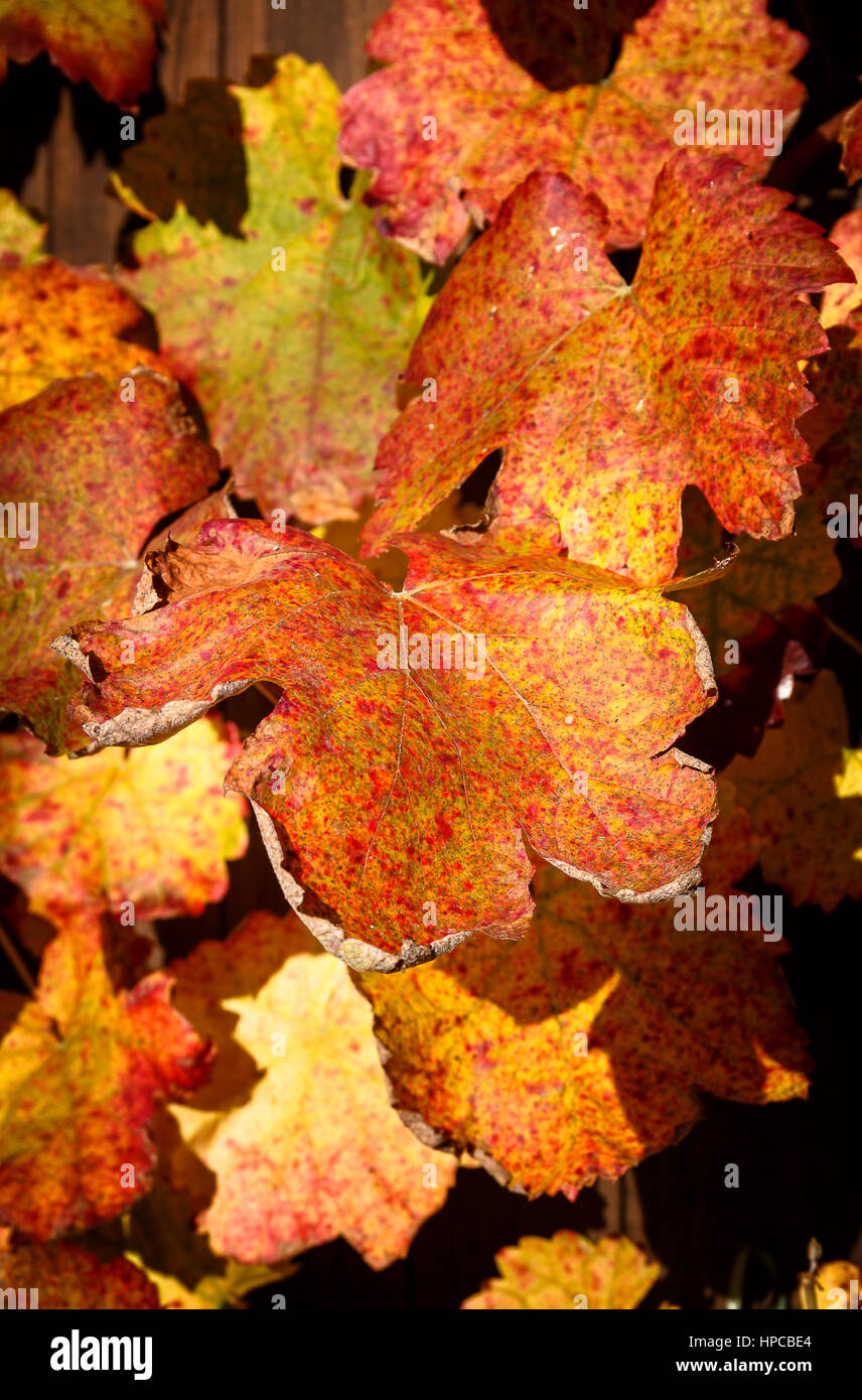 Leaves of a Grapevine in autumnal colors Stock Photo - Alamy