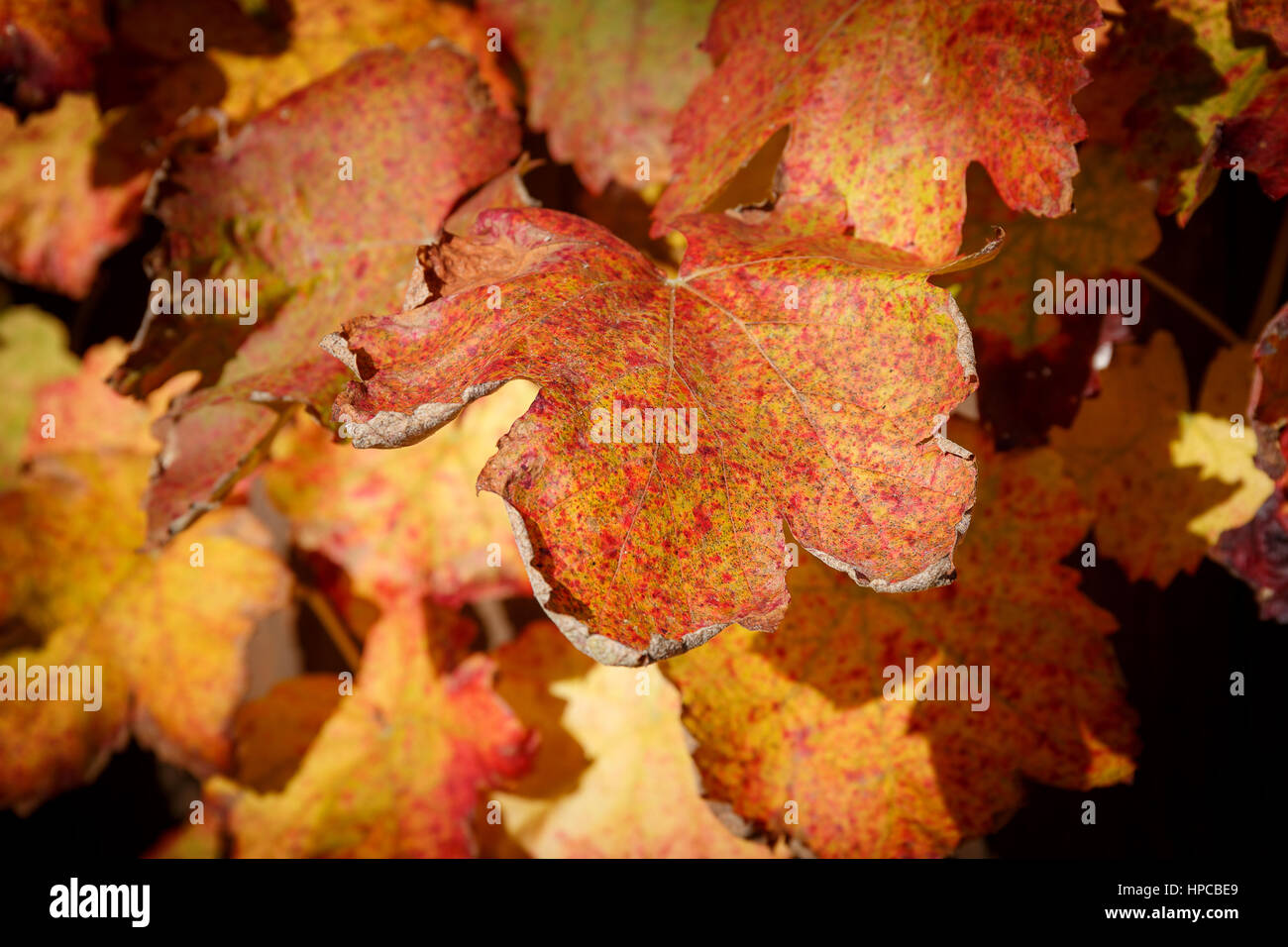 Leaves of a Grapevine in autumnal colors Stock Photo - Alamy