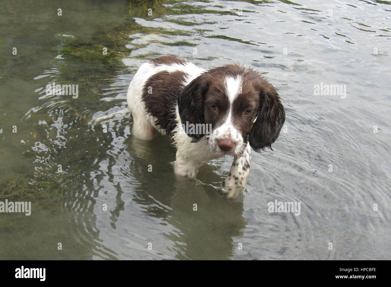 young liver and white working type english springer spaniel pet gundog ...