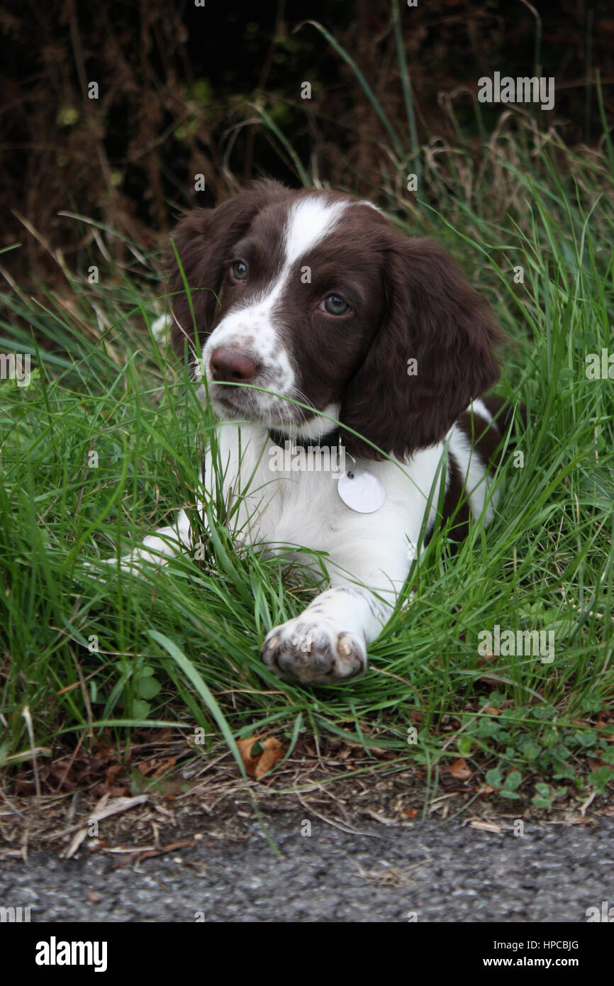 young liver and white working type english springer spaniel pet gundog ...