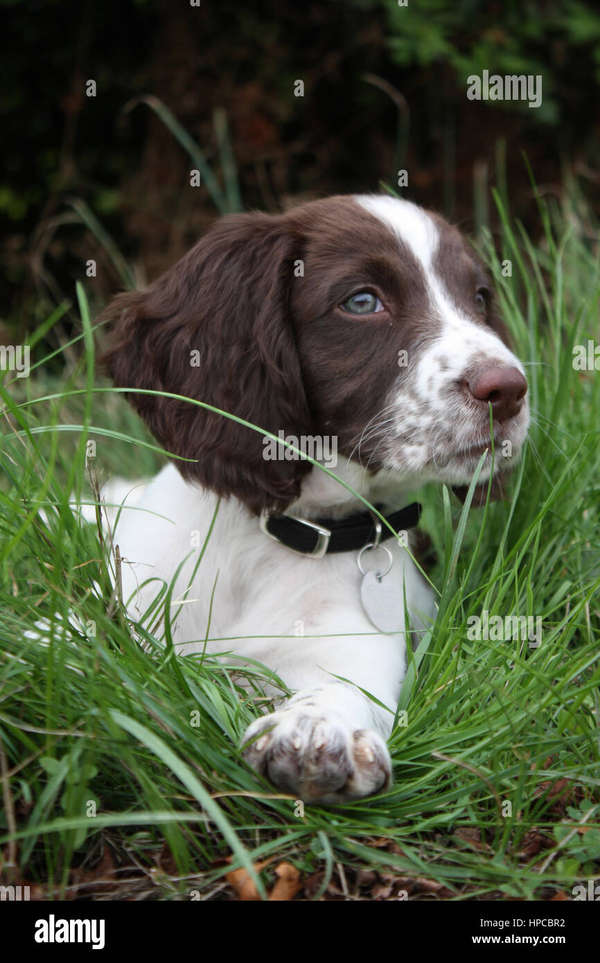 young liver and white working type english springer spaniel pet gundog ...