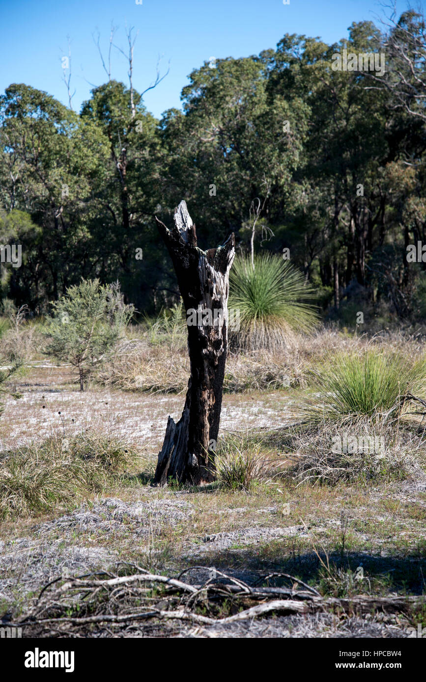 Perth western australia wood hi-res stock photography and images - Alamy