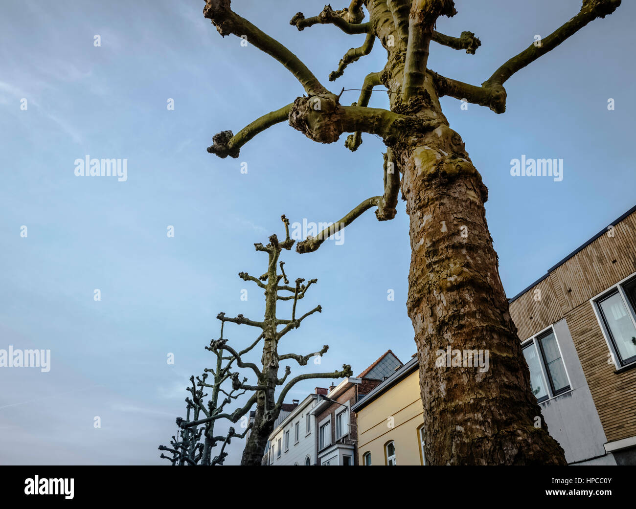 Row of trees hi-res stock photography and images - Alamy