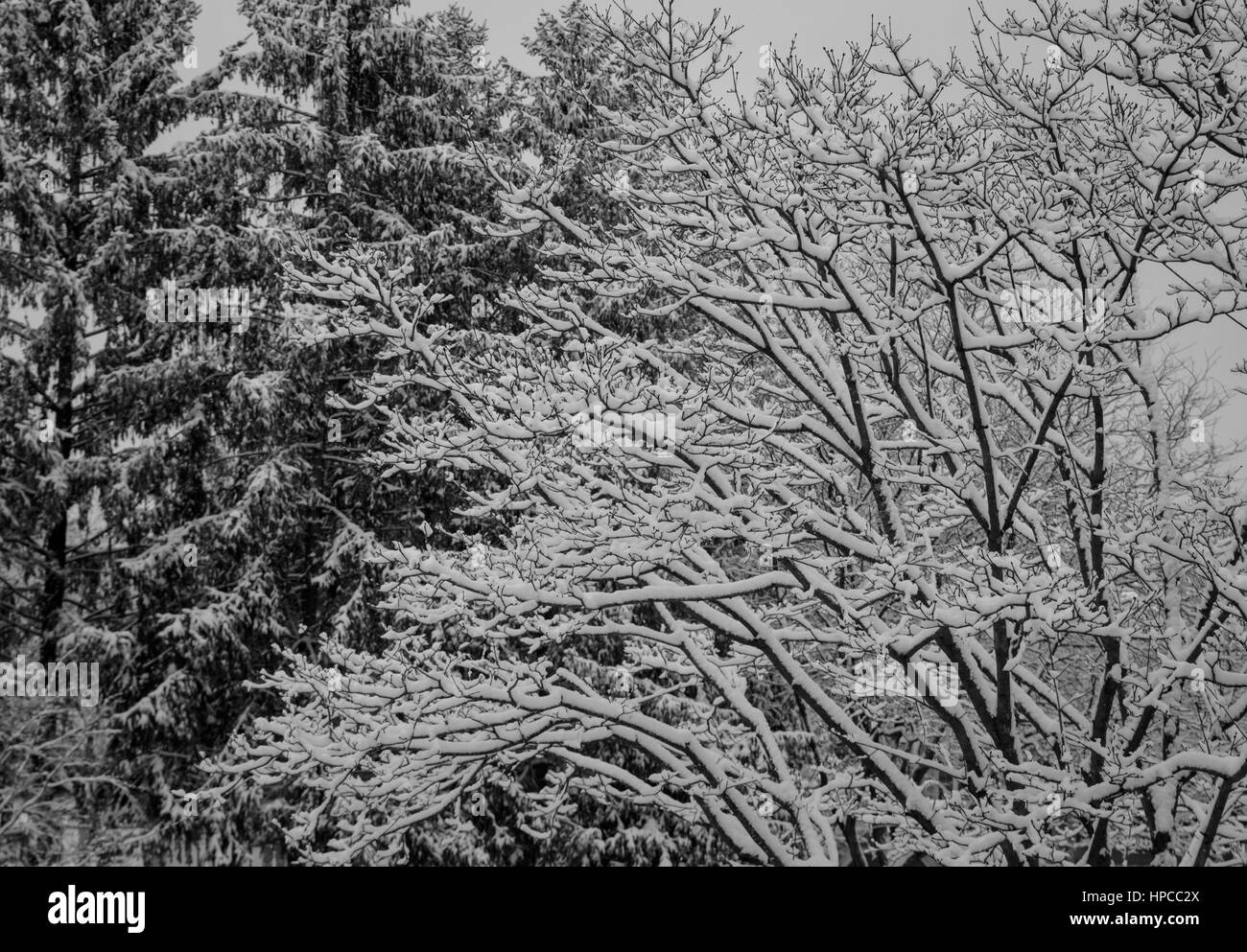 Evergreen trees snow Black and White Stock Photos & Images - Alamy